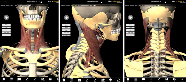 Learn Muscle Anatomy: Scalene Muscles and Other Neck Anatomy