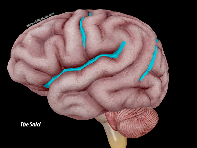 The Visible Body Blog