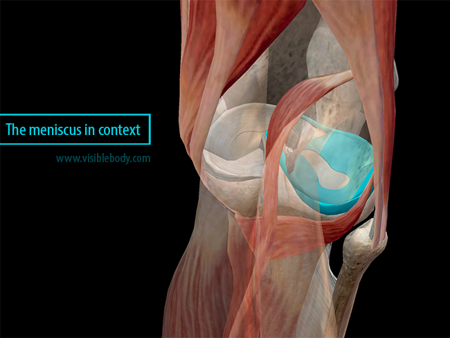 The Visible Body Blog | learn muscle anatomy