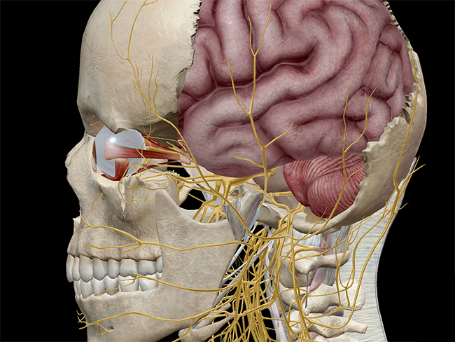 Anatomy and Physiology: The Anatomy of Vision